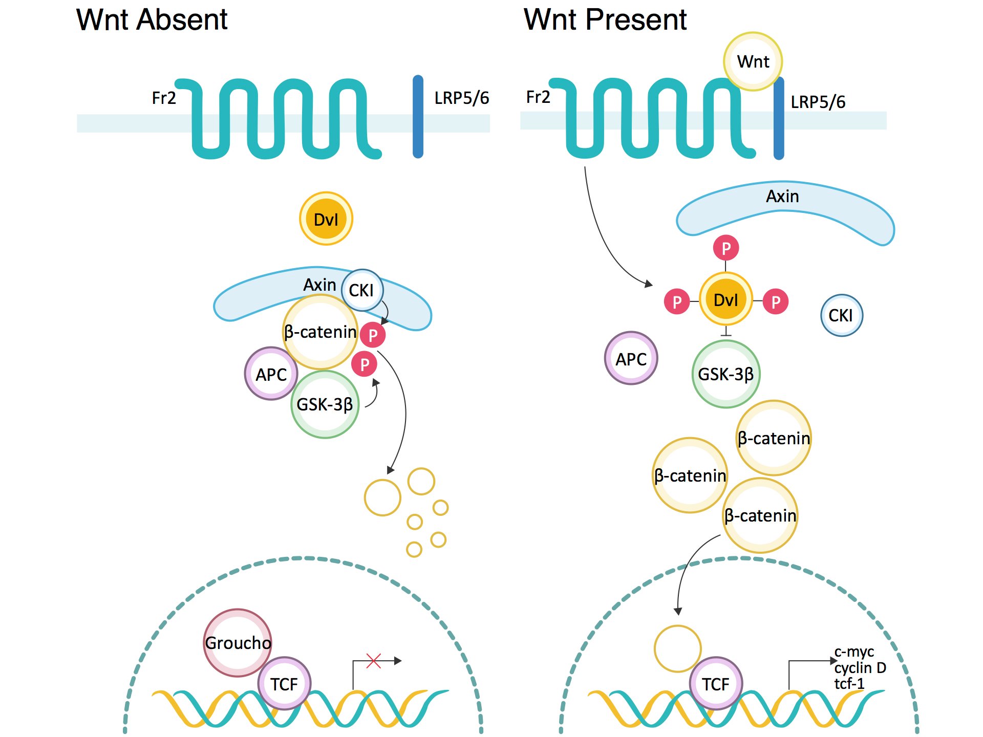 A Thorough Introduction of Wnt/β-Catenin Signaling Pathway A Thorough Introduction of Wnt/β-Catenin Signaling Pathway